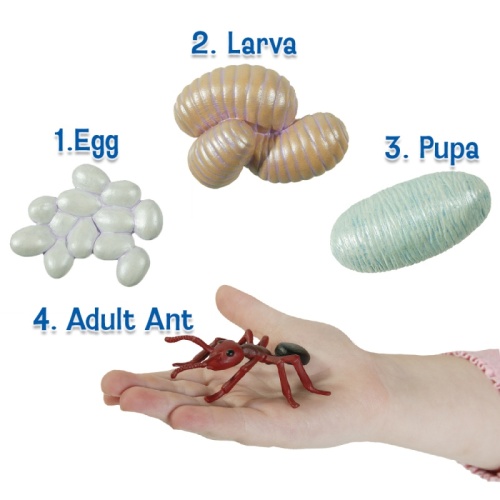 Insect Lore Life Cycle Figurines - Ant - Daisy Daisy