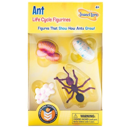 Insect Lore Life Cycle Figurines - Honey Bee - Daisy Daisy