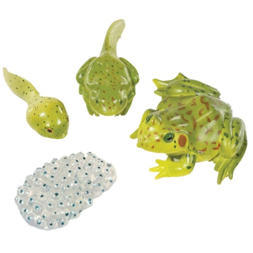 Insect Lore Life Cycle Figurines - Honey Bee - Daisy Daisy