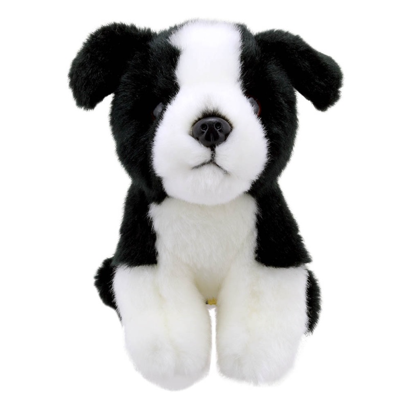 Wilberry Minis - Border Collie - Daisy Daisy