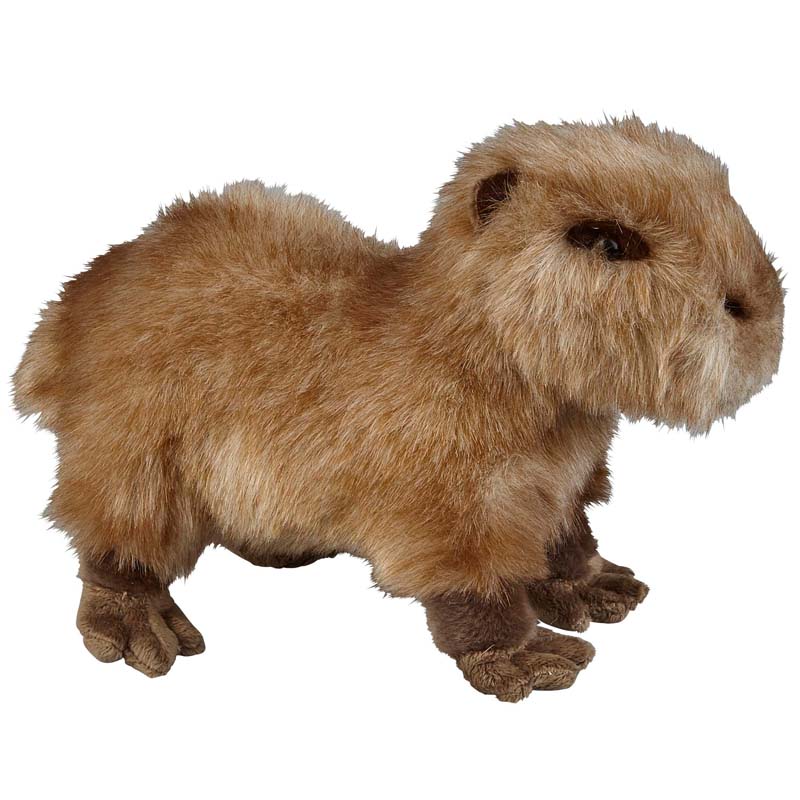 Ravensden Capybara - Daisy Daisy